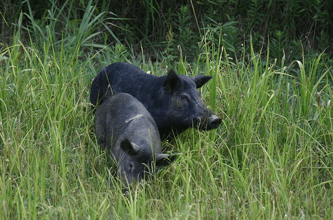 Royal Pig In A Blanket? Study Shows Hawaiian Hogs Have Rich History ...