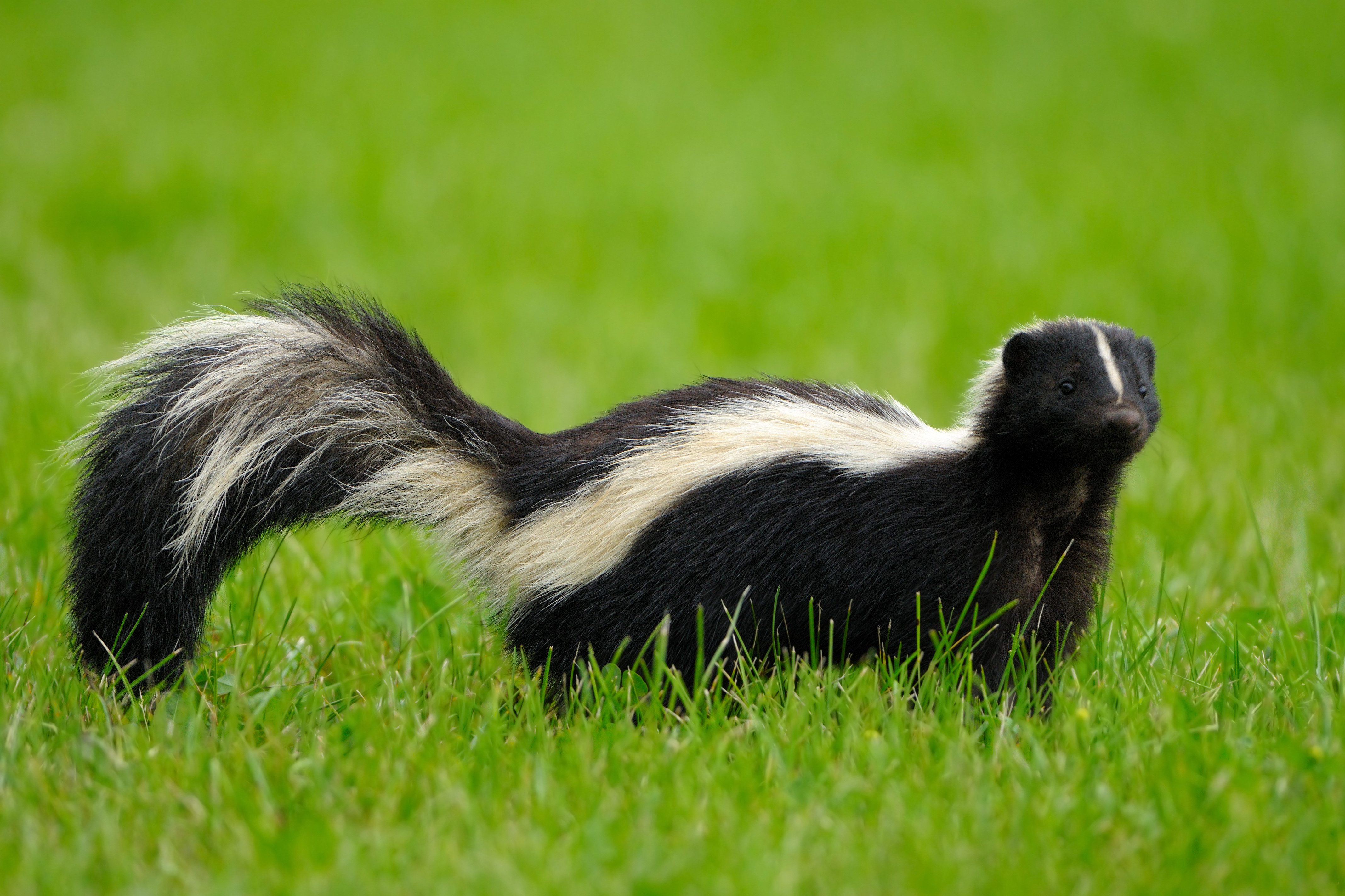 Sprayed By A Skunk – Texas A&M Stories