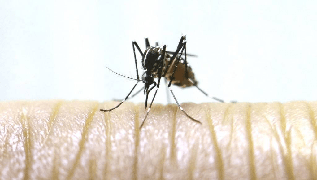 What You Need To Know About The Zika Virus – Texas A&M Stories