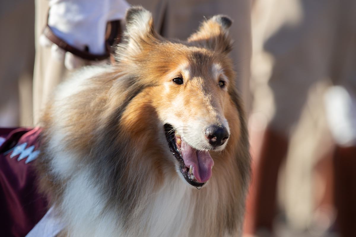 Texas A&M Opens Call For Artists To Create Statue Of School Mascot ...