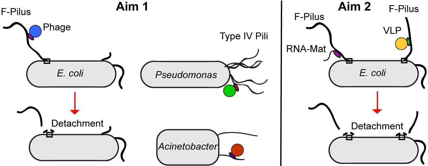 Texas A&M AgriLife Research Investigating Phages To Fight Bacterial ...