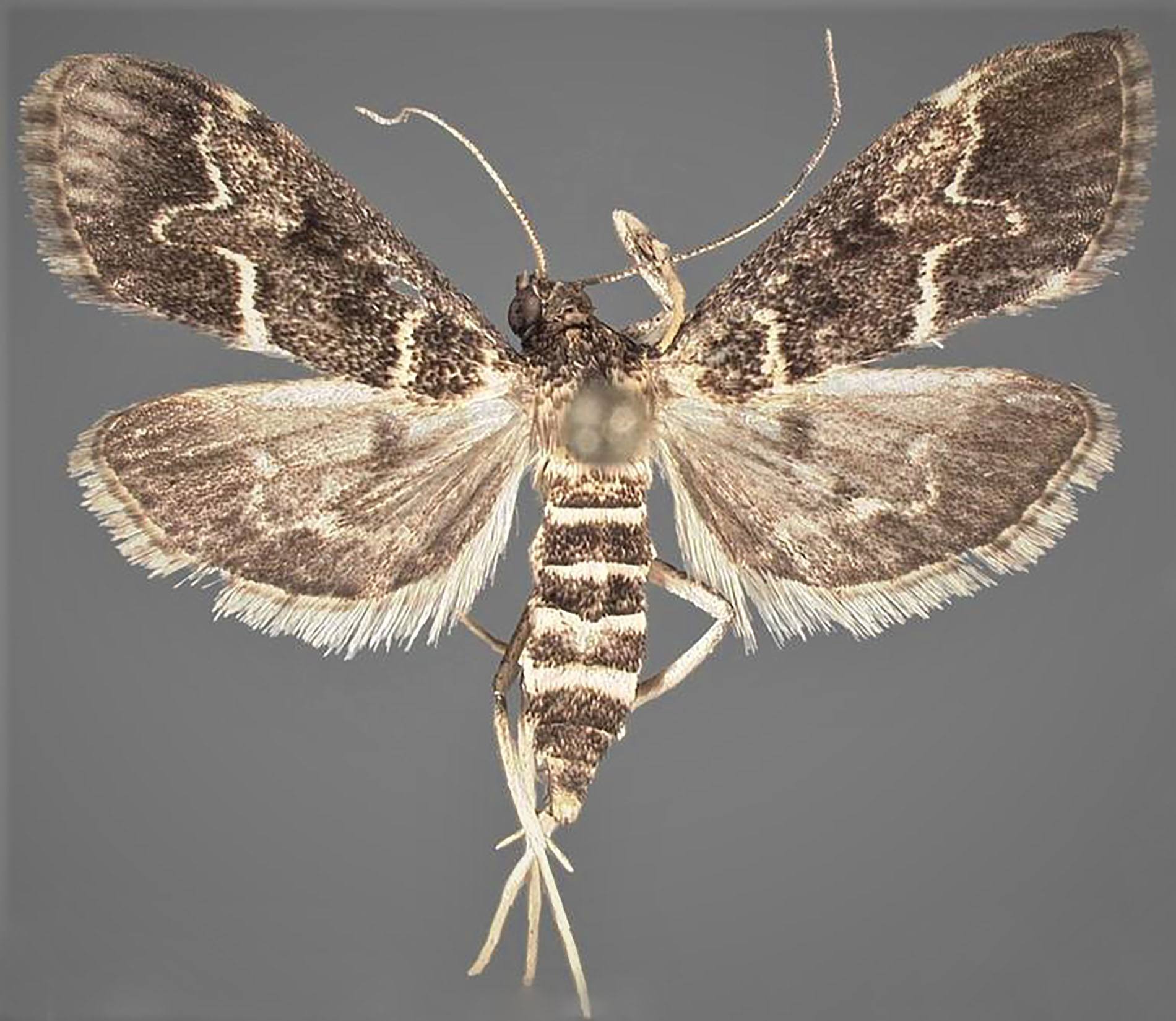 Protecting The Green Industry Through European Pepper Moth Research ...