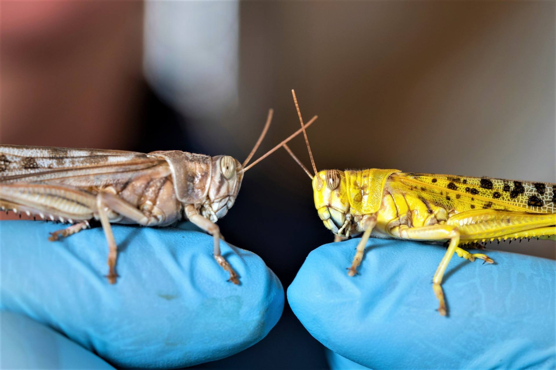 Coloration Signals Among Male Locusts Reduce Mating Mistakes – Texas A ...
