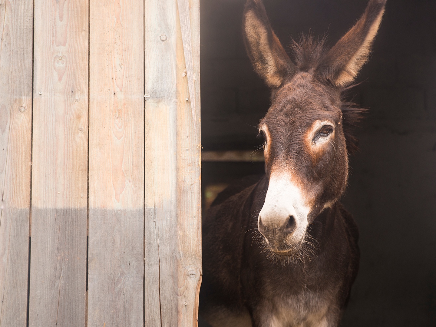 How To Care For Donkeys – Texas A&M Stories