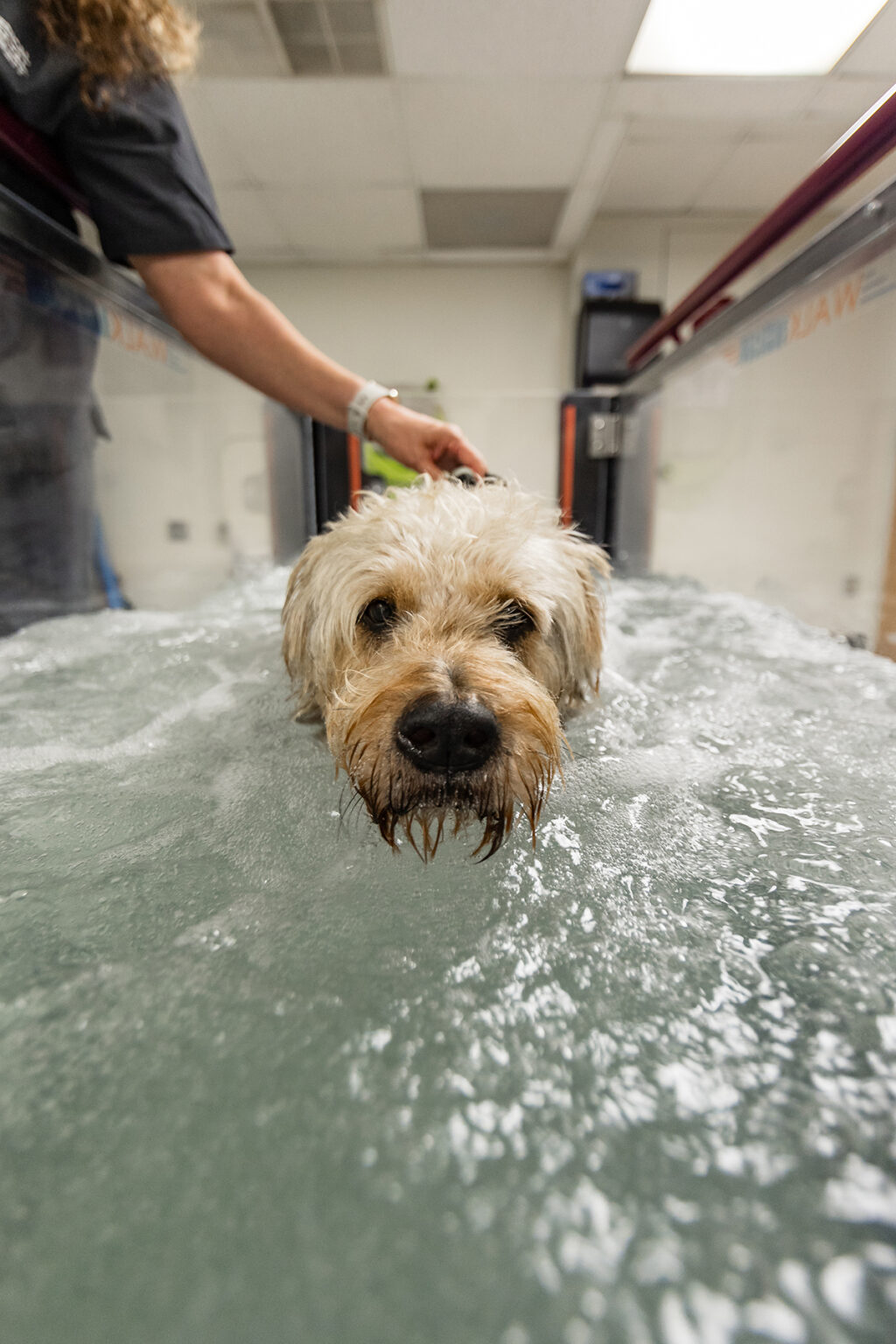 Perry Family Turns To A&M Veterinary Rehabilitation To Support Beloved ...